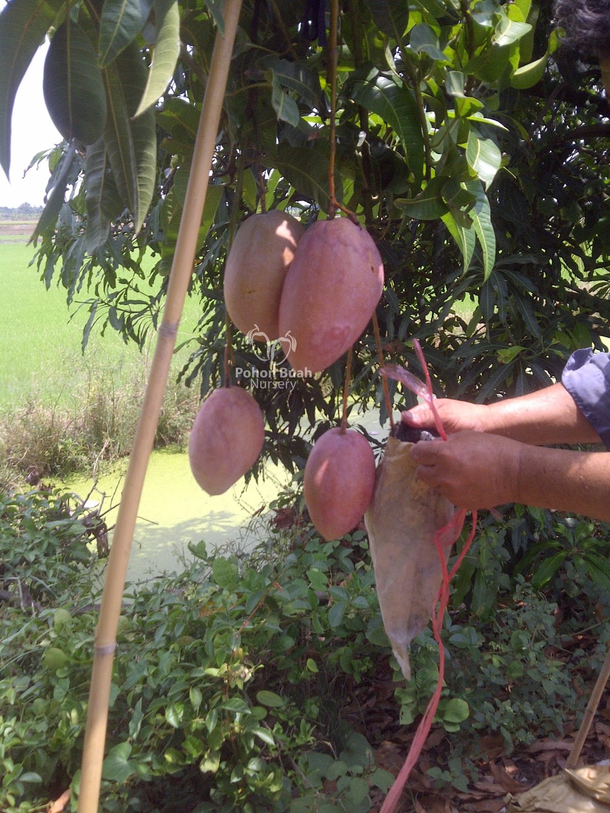 PBN: Mangga Yuwen ( Taiwan )