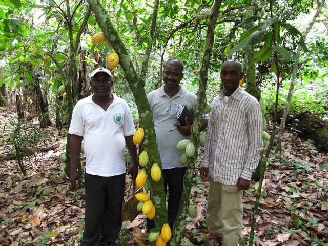 Pictures of African Cocoa Farming: Bafia, Cameroon (4)