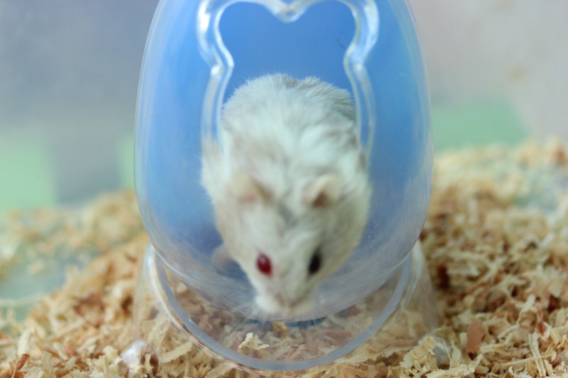 Jual Tikus Putih Mencit Hamster Landak Mini : Campbell Flip Flop ...