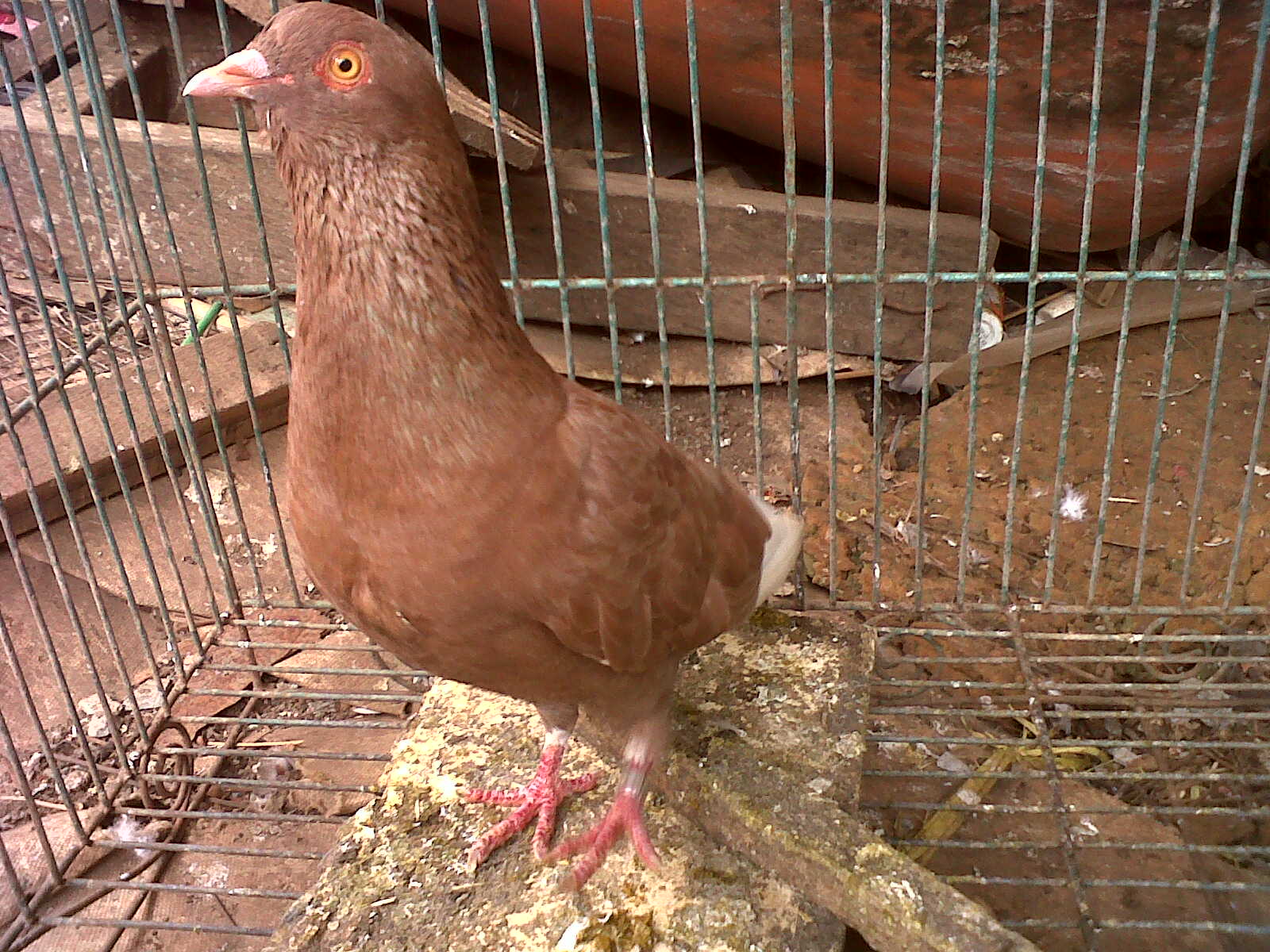 jualburungmerpati: jual burung merpati / dara tinggian berkualitas