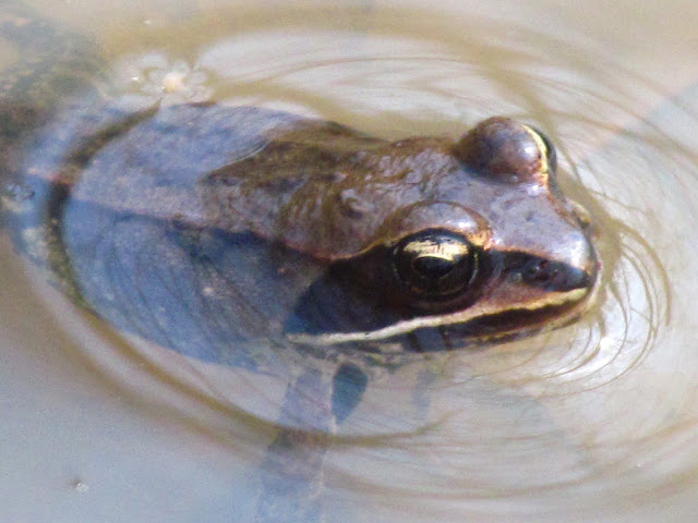 The Oakland Press Blogs: Earth's Almanac: A PRIMORDIAL FROG SOUP MYSTERY