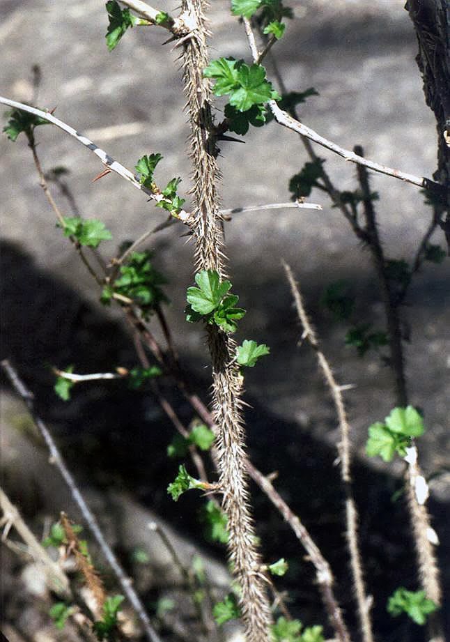 Types Of Thorny Vines
