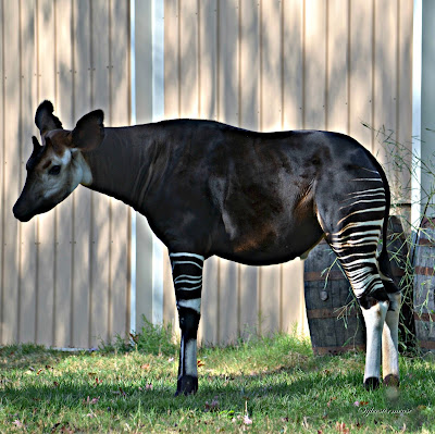 Amazing Wild Animals: The Okapi is Quite Unique!