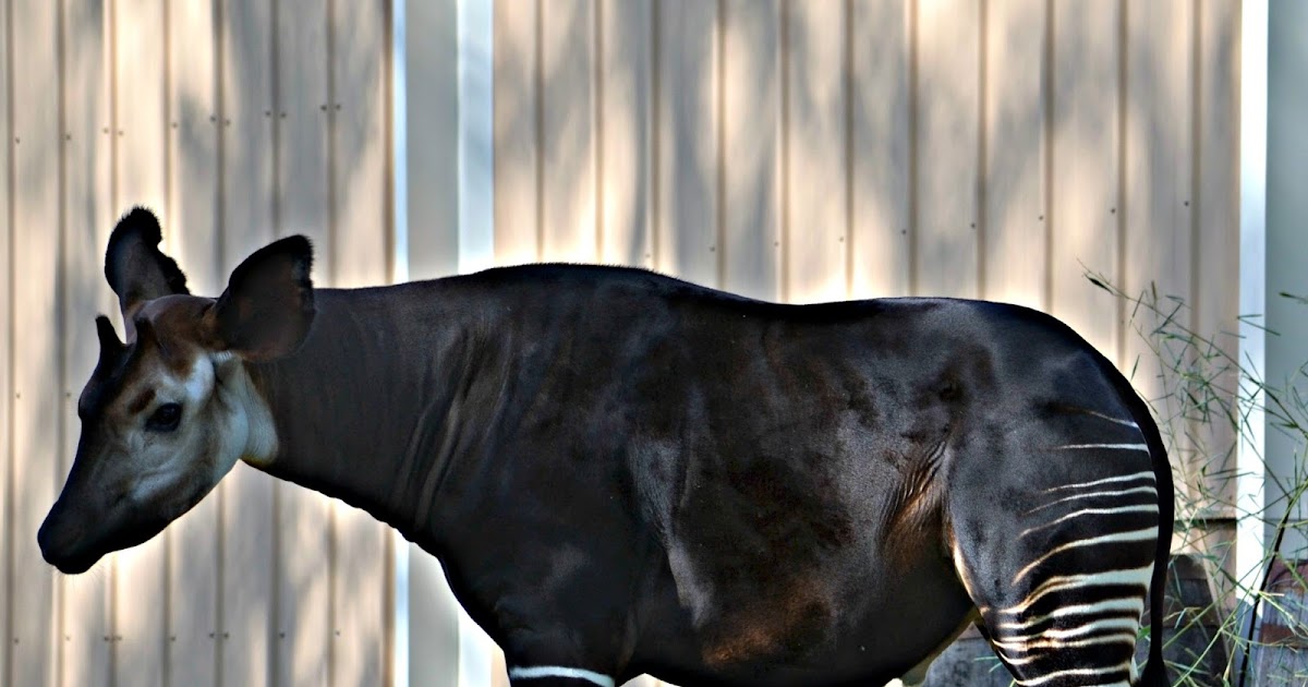 Amazing Wild Animals: The Okapi is Quite Unique!