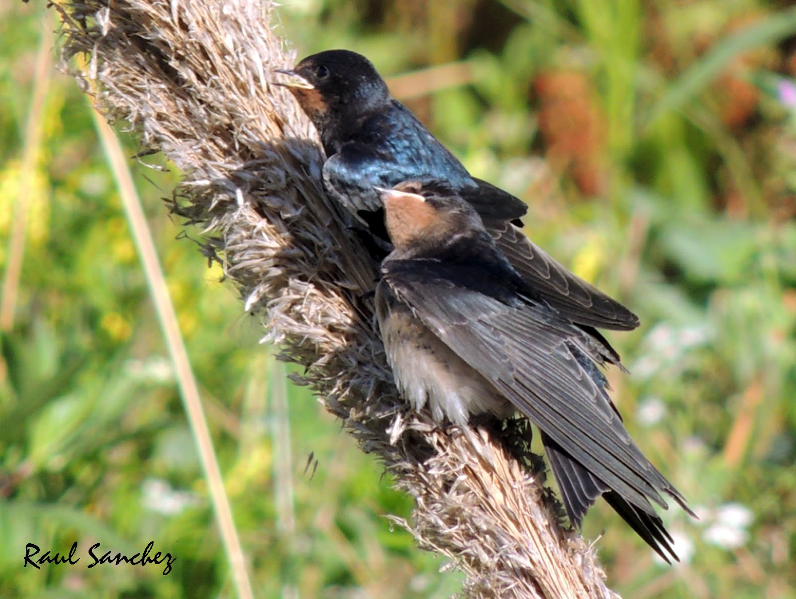 Naturaleza Viva : Golondrina común (Hirundo rustica)