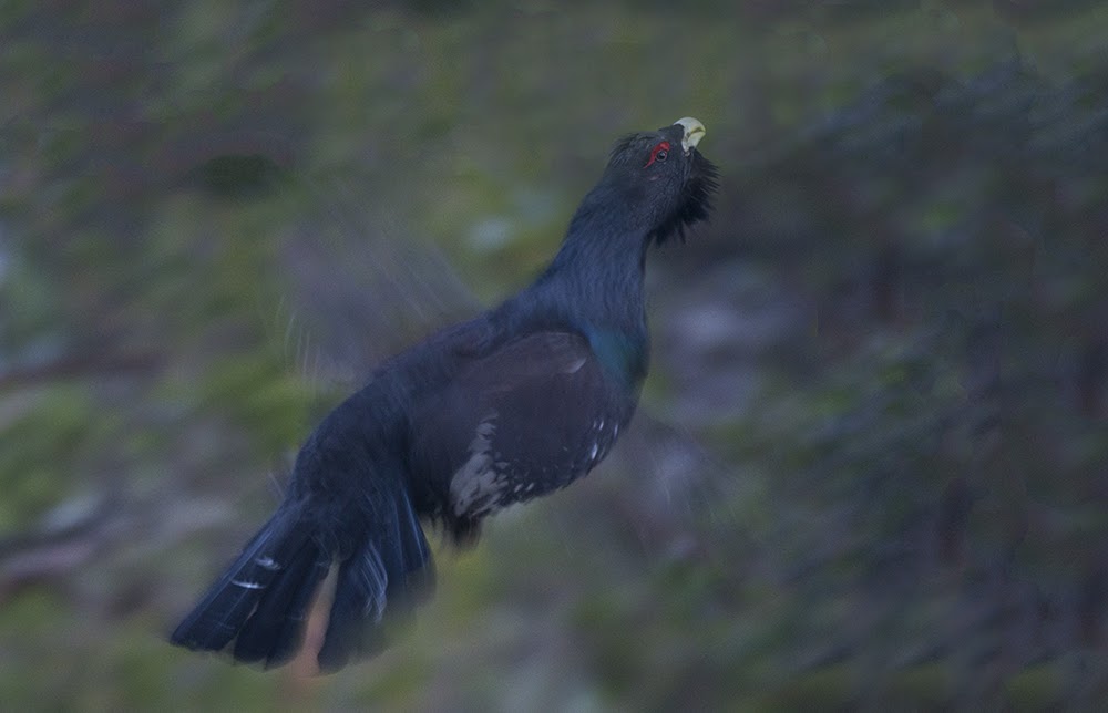 Kjartan Trana´s fotoblogg: Tiur og tømmer