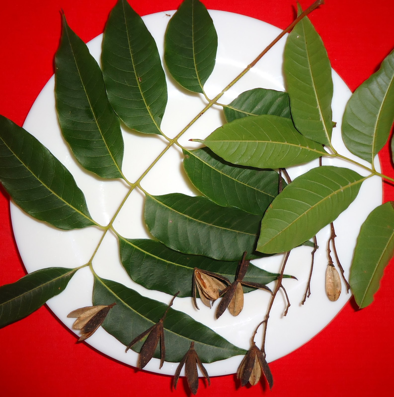 v e r d e c h a c o: Cedro