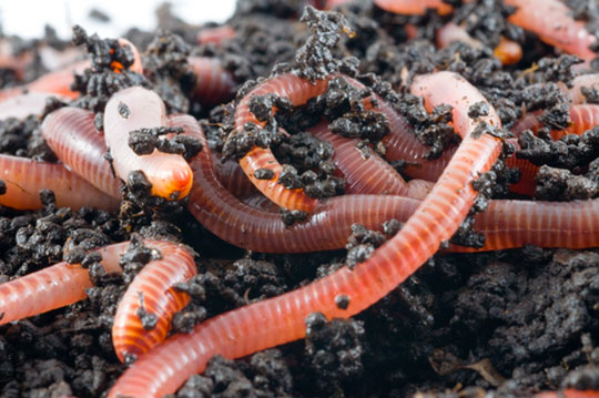 Greek Aquaponics Ενυδρειοπονία: ΒΙΟΛΟΓΙΚΗ ΛΙΠΑΝΣΗ