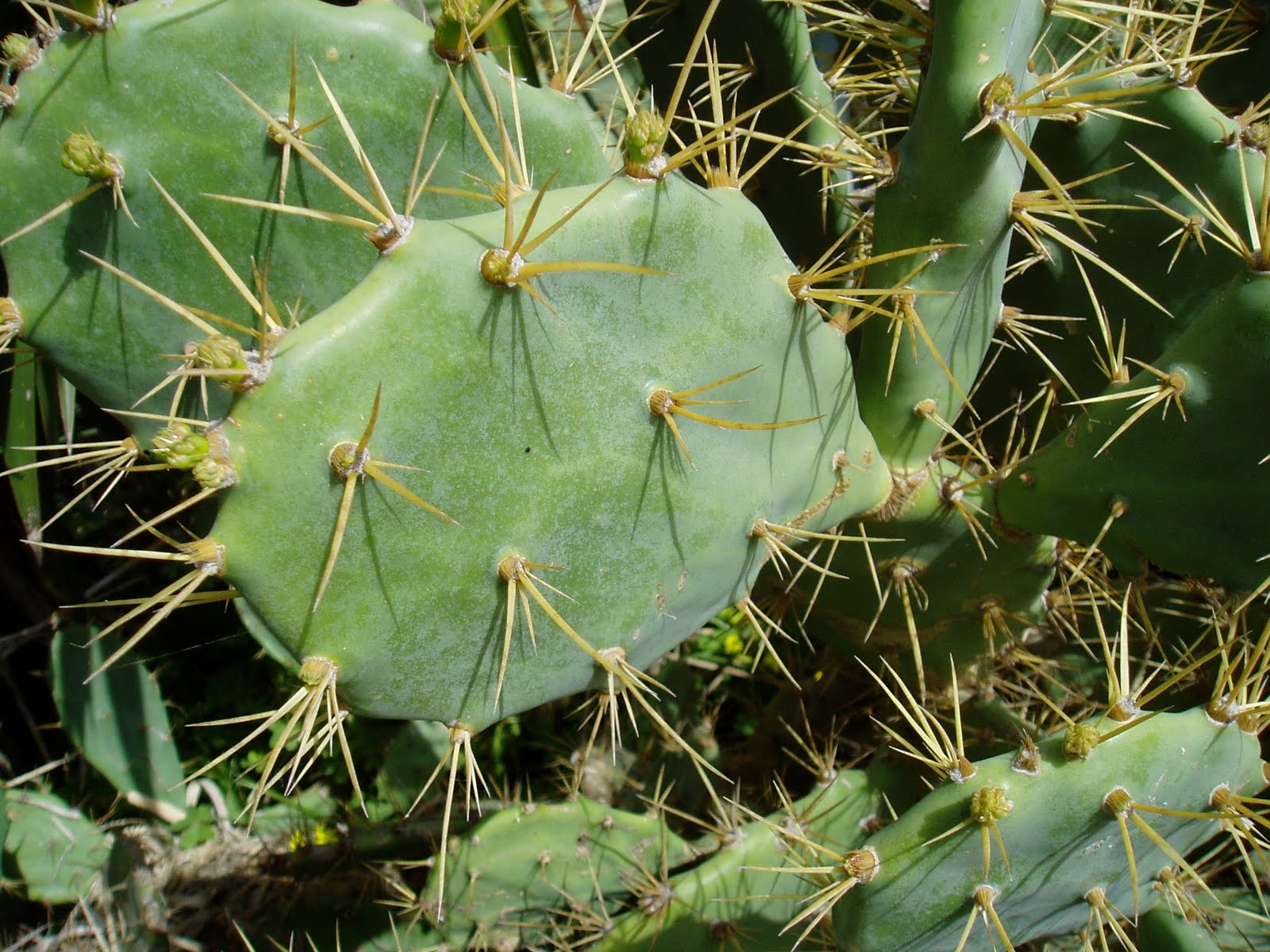 CHUMBERA: Opuntia ficus-indica Opuntia dillenii | Plantas rioMoros