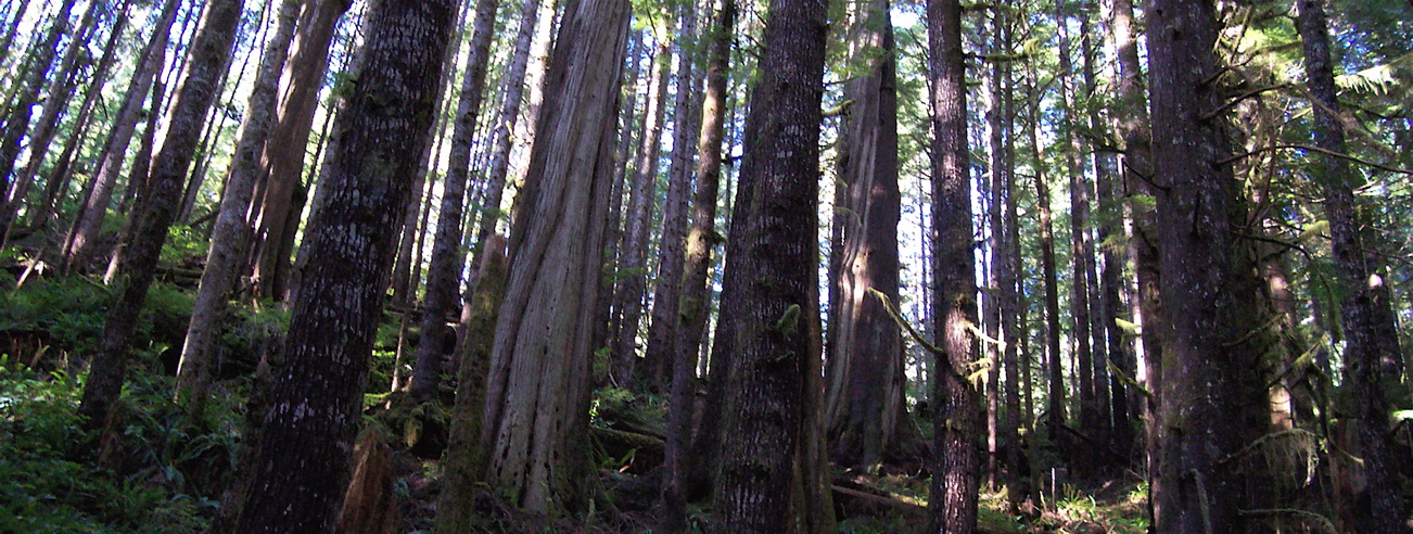 Vancouver Island Big Trees: Province Saves Trees, But Loses The Forest