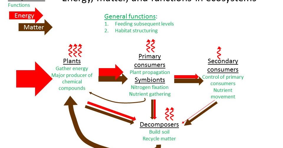 The Dance of the Hippo: I.2: Ecosystems - energy and matter