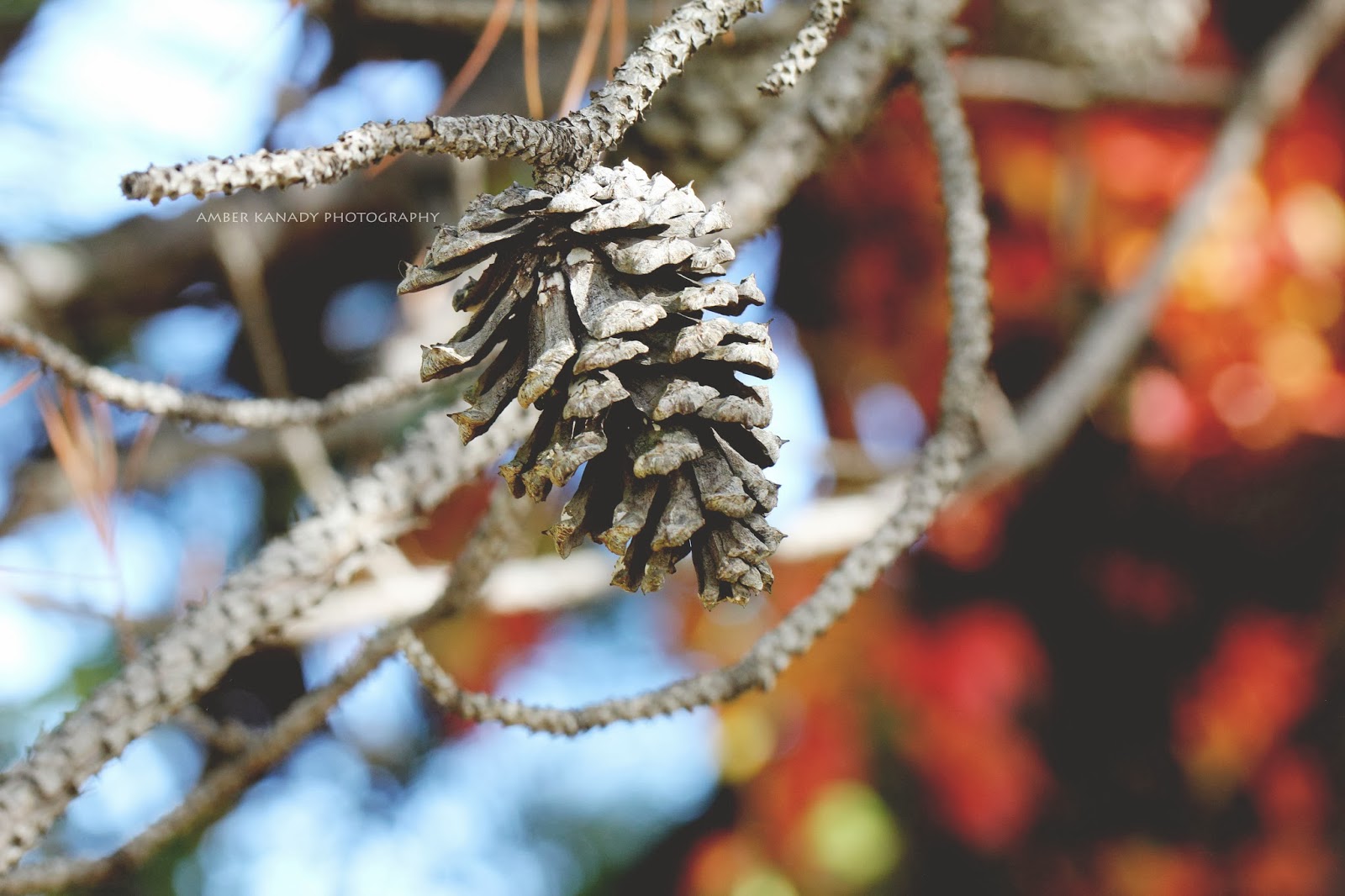 explore // autumn. — wildbloom