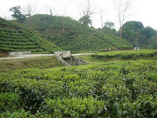 TOURIST SPOT OF BANGLADESH: Srimongol Sylhet.