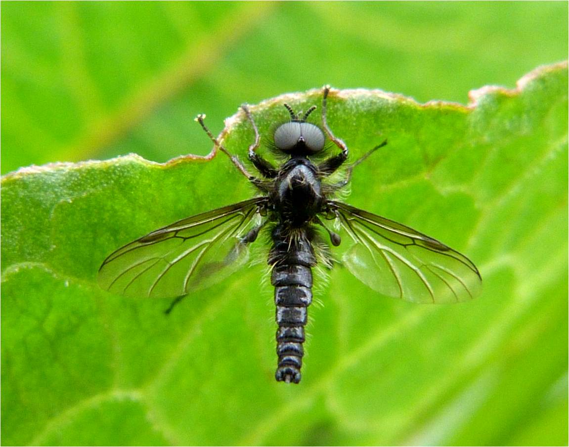 Insects of Scotland: Other Flies/Picture-wing Flies