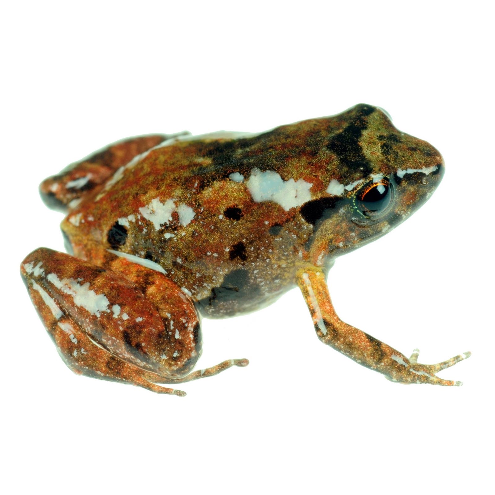 Species New to Science: [Herpetology • 2018] Psychrophrynella glauca ...