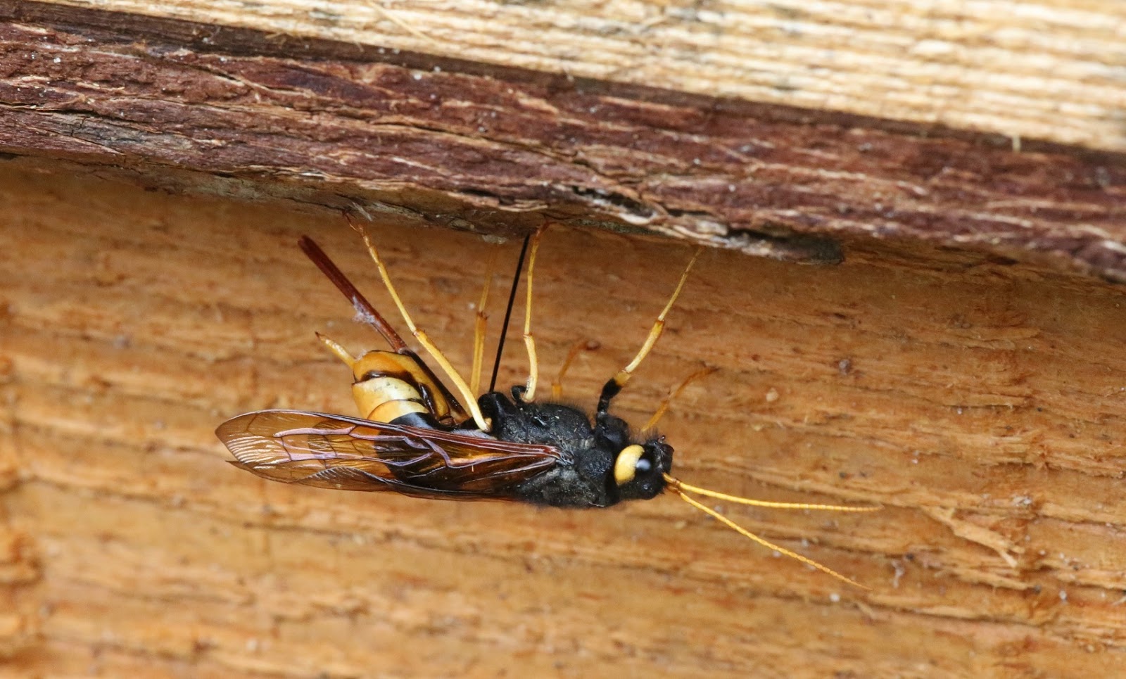 The Narth Wildlife: New Species - Giant Wood Wasp