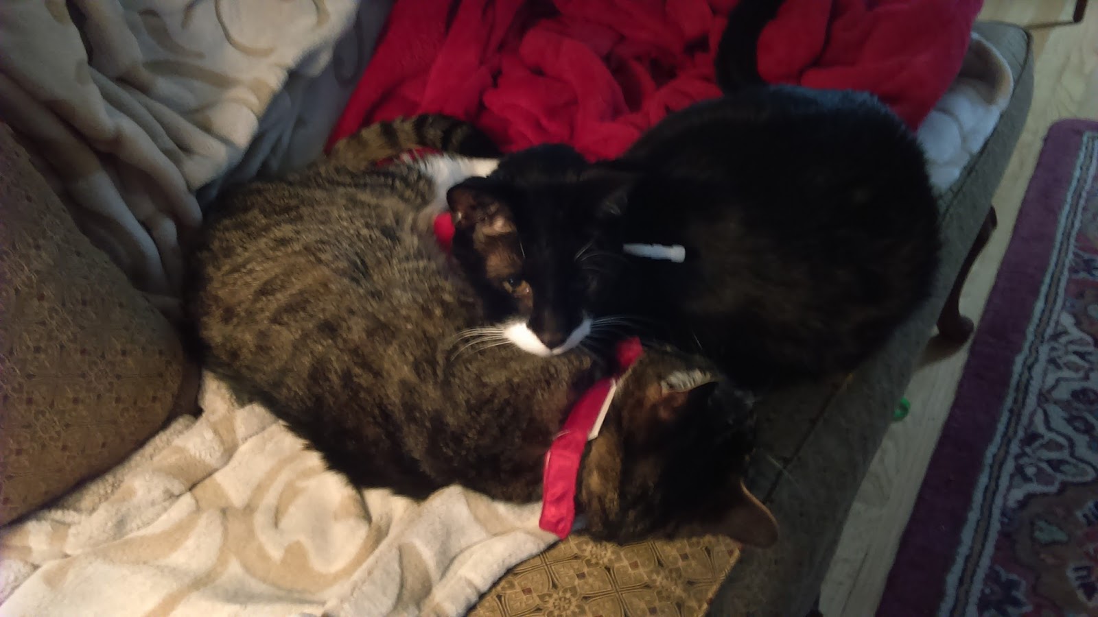 Exclusively Cats Veterinary Hospital Blog: Esophagostomy tubes (E-tubes ...