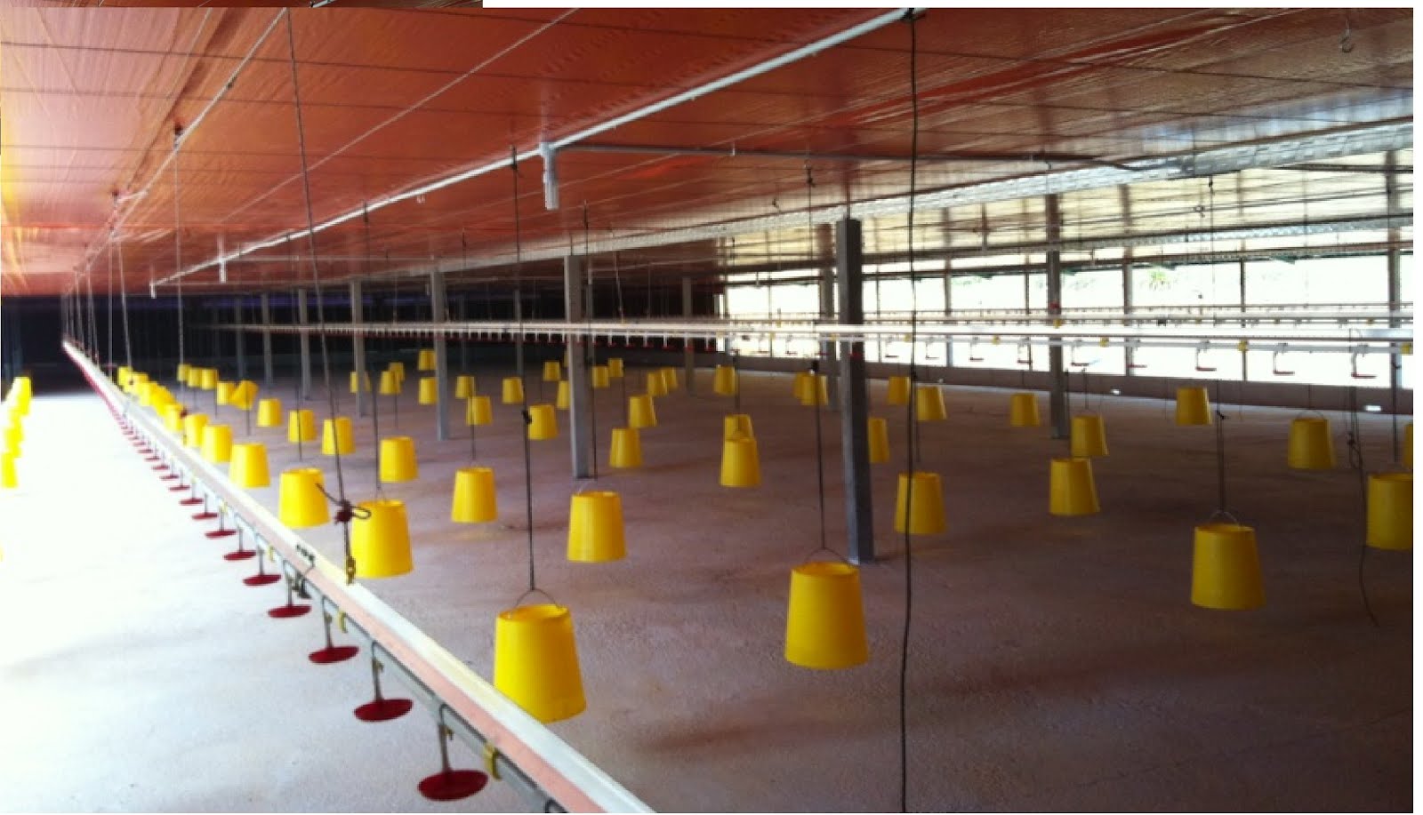 Pembinaan Reban Ayam | Maria Firdaus