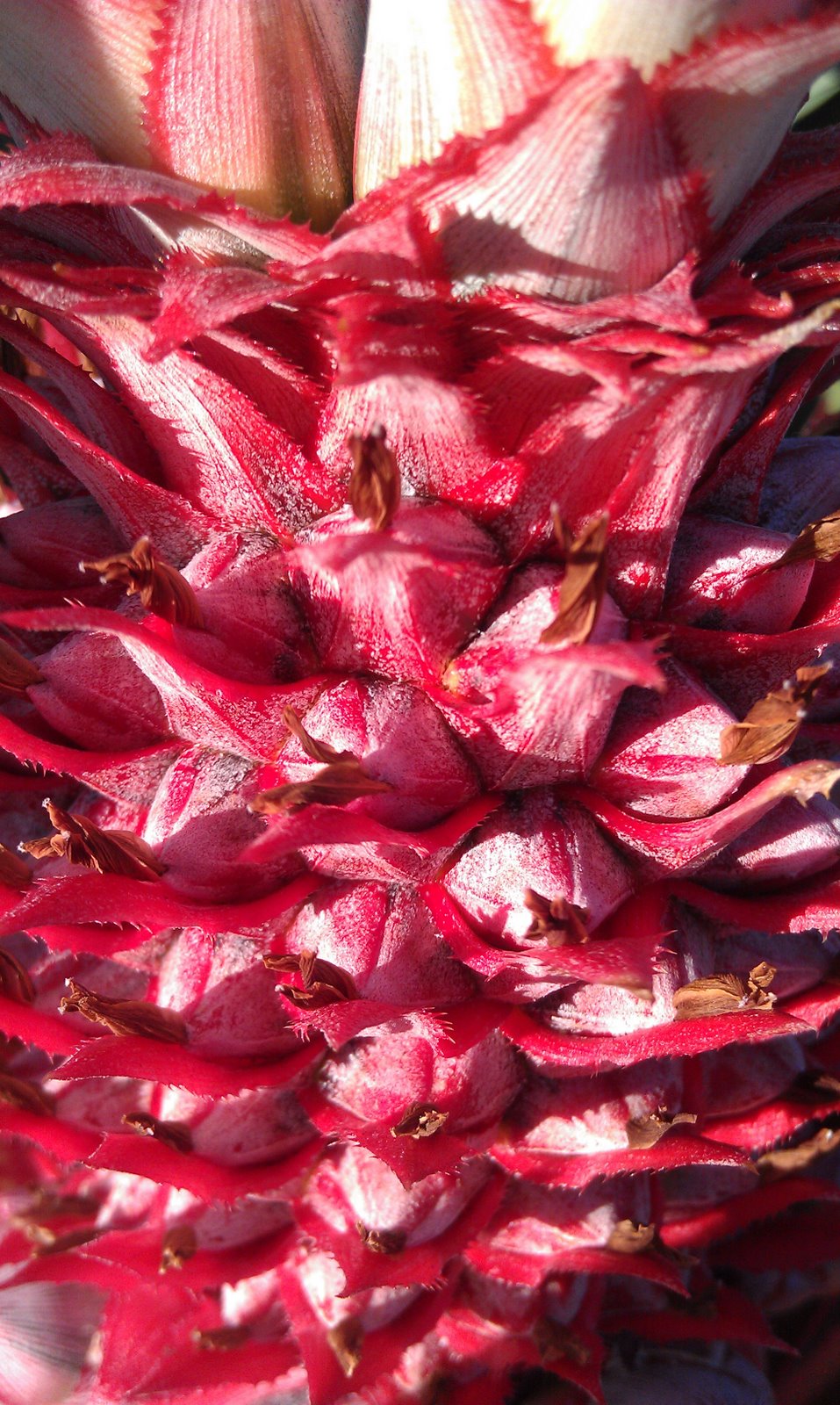 Plant Photography: Pink Ornamental Pineapple Fruit Close-Up