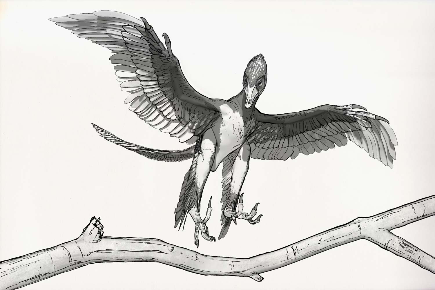 Raul Ramos Paleo Illustration: Draw Dinovember Day 20 Archaeopteryx