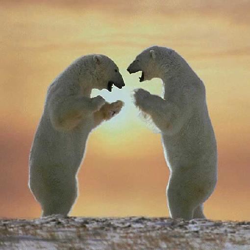 ZeroBear Blog - The Adventures of a Southern PolyBear: Dancing Bears