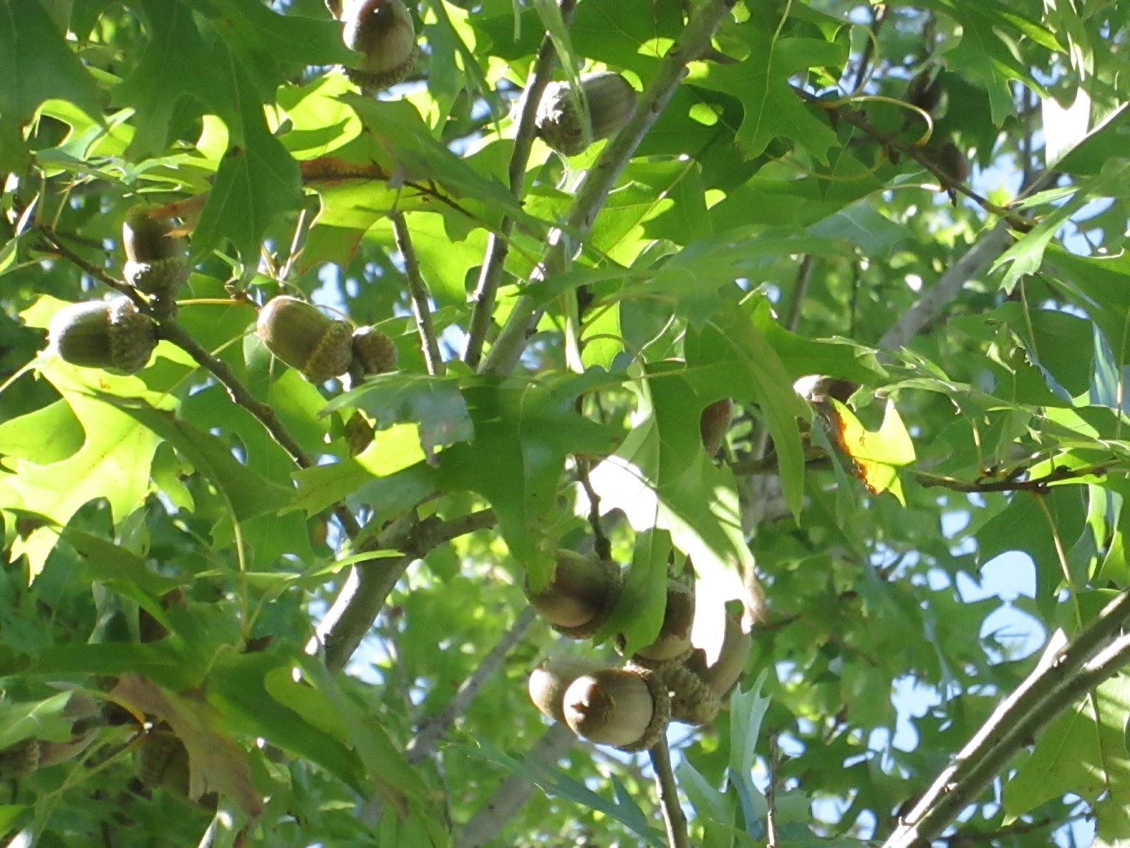 Consultoria Experta en negocios de Agricultura, Ganaderia y Forestales ...