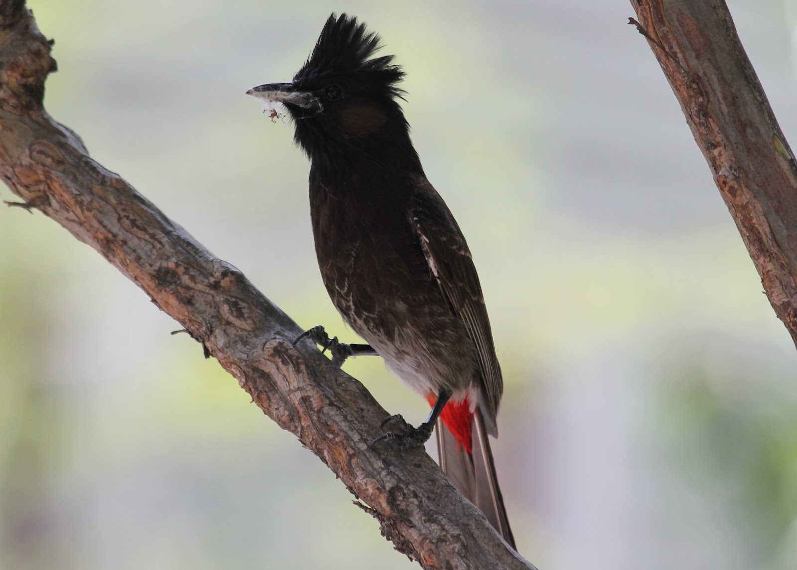 PragerBirds: Today's Bird: The Red-Vented Bulbul
