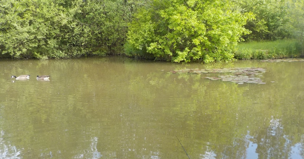 Ken's Fishing Tales: 2016 11 May 15th Hare Lake, Gabriel's Farm, Edenbridge