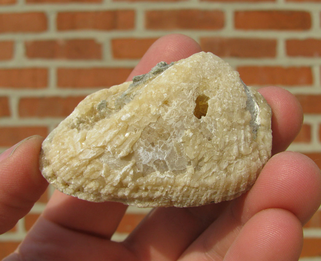 Views of the Mahantango: Anadara sp. fossil Pelecypod from Florida