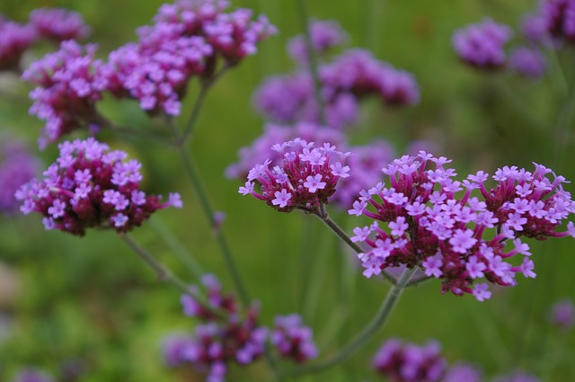 Yard and Garden Secrets: Growing Verbena in Containers and Rock Garden