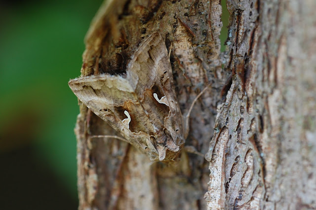Le chasse-papillons: Un mimétisme parfait
