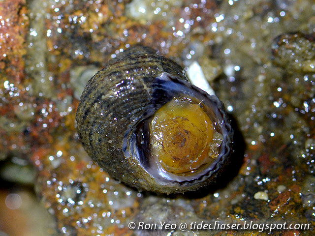 tHE tiDE cHAsER: Turban Snails (Phylum Mollusca: Family Turbinidae) of ...