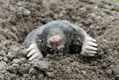 Topo Saliendo De La Tierra - servicio salud