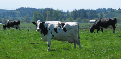 Travel Rants and Raves: Tillamook to Build a Brand New Visitors Center ...