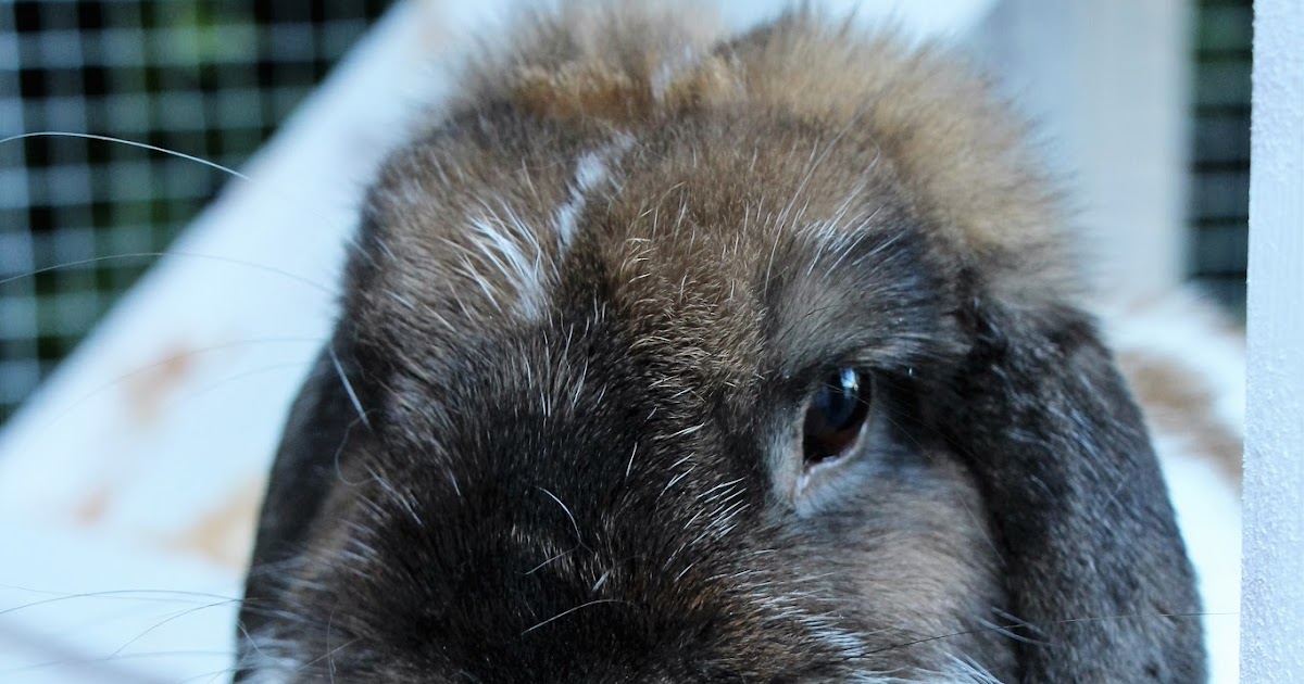 Fishtail Cottage's New Rabbit Hutch...