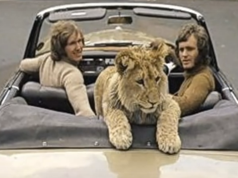 ENORMIO: CHRISTIAN, el LEÓN / «Un león llamado Christian» / La historia ...