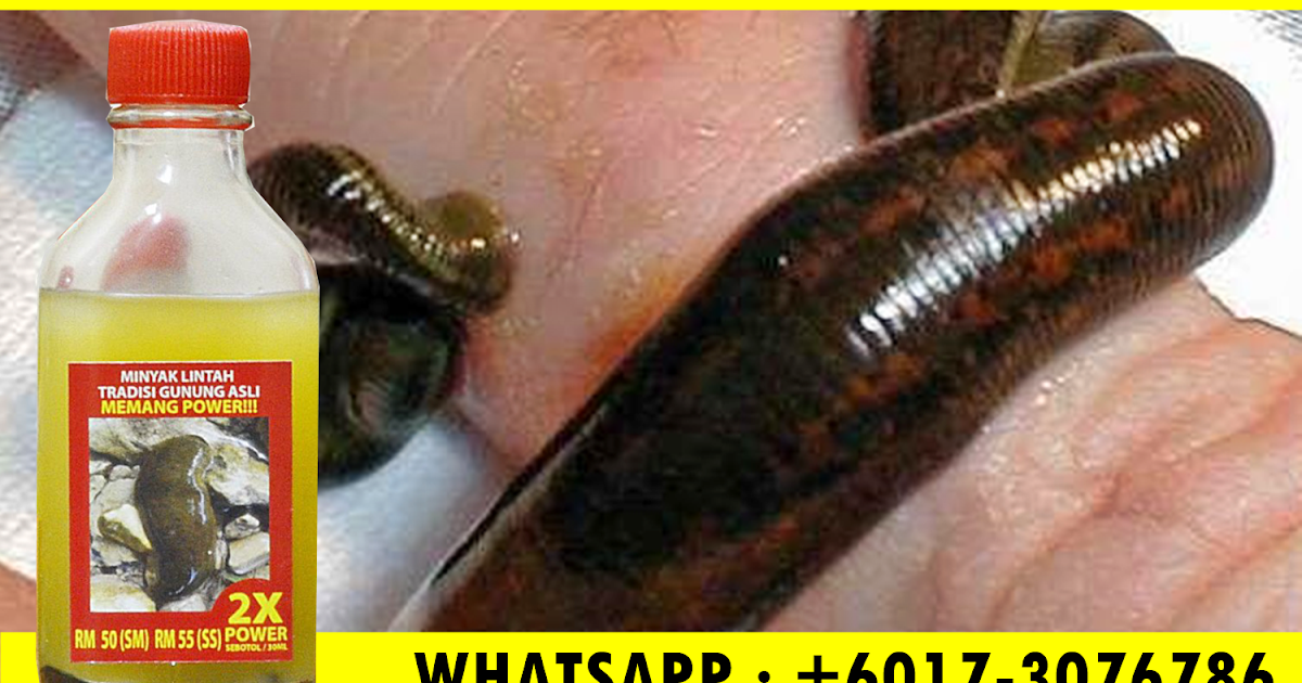 PEMBEKAL MINYAK LINTAH TRADISI GUNUNG ASLI : MINYAK LINTAH ORIGINA ...