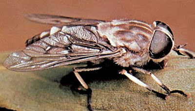 Struktur Morfologi Lalat Rumah - Cara Petani Budidaya