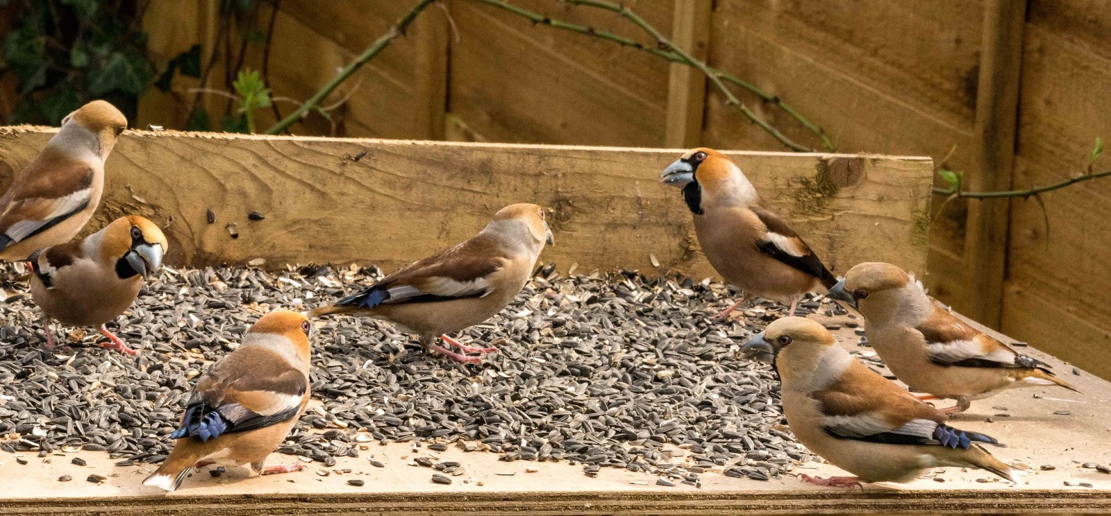 Dorset Birds: Sightings - Thursday 5th April 2018