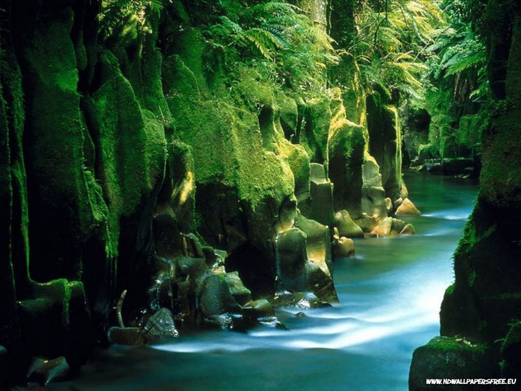 NOBILANGELO: PHOTO - NEW ZEALAND FOREST STREAM