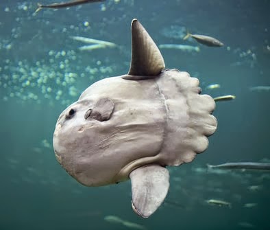 Artes de Pesca: EL PEZ LUNA