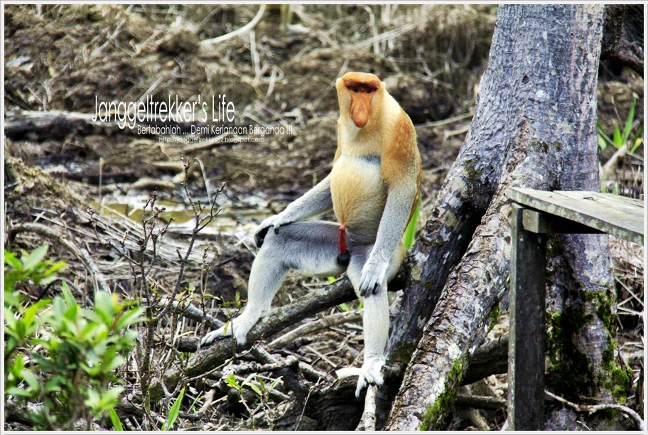 Janggeltrekker's Life: Visit Malaysia 2014: Sandakan, Sabah (Labuk Bay ...