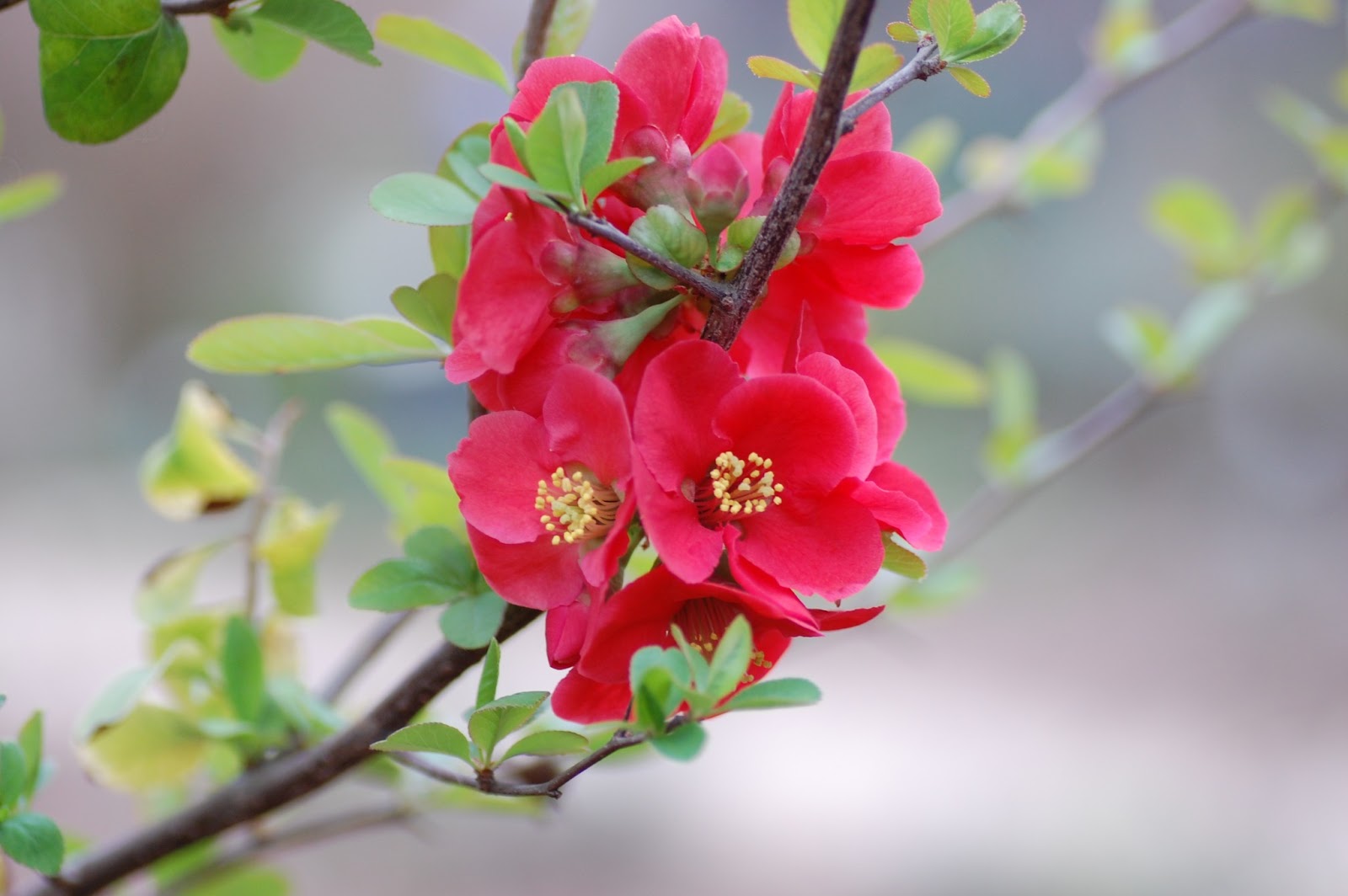 季節の風景: マクロ撮影（まっかなボケの花）