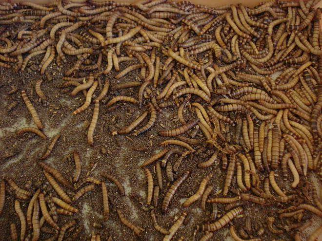 Cikgu Lina: Pengurusan