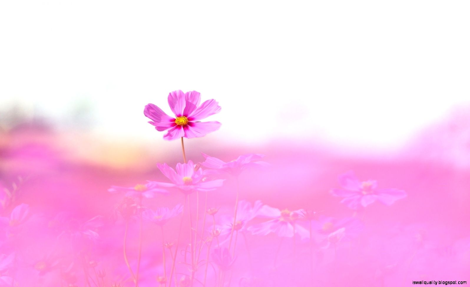 Pink Nature Wallpaper | Wallpapers Quality