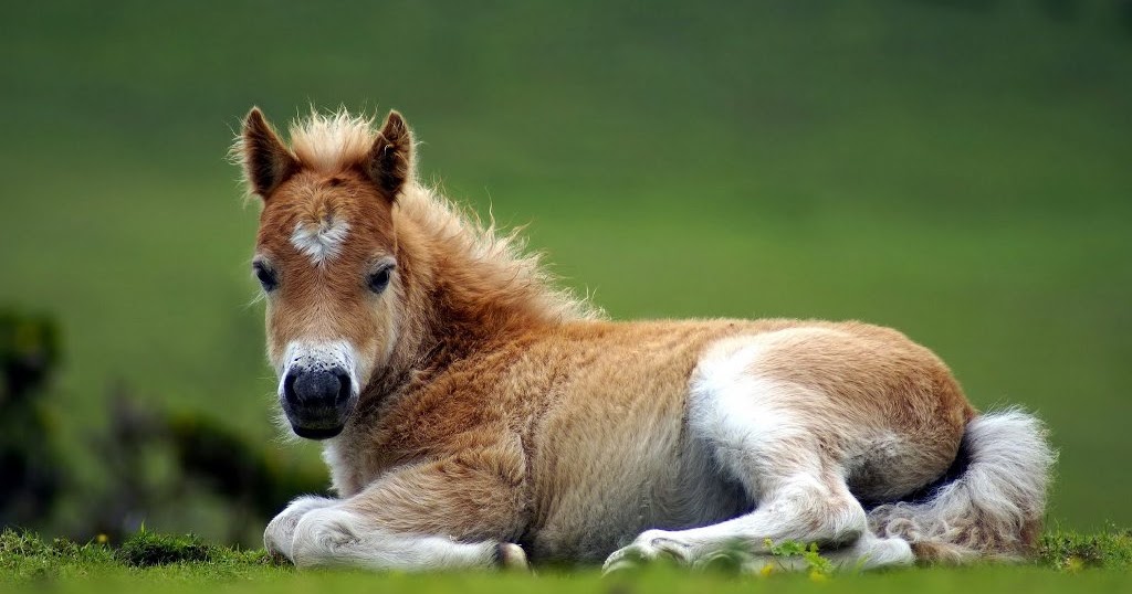 el blog de sandra: Un Potrillo