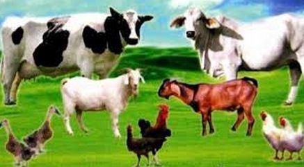 Kebun Rumah : Pengertian Hewan Ternak