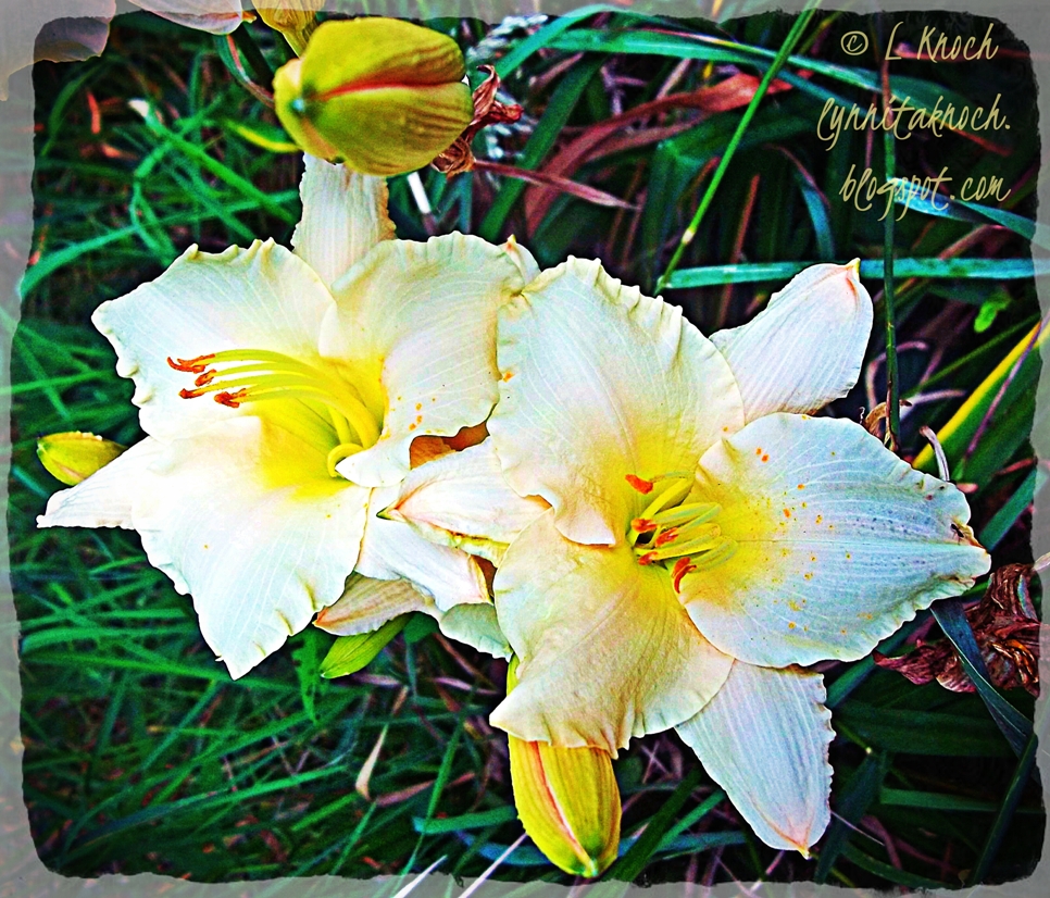 Creativity in an Imperfect World: Dad's mimosa tree and Mom's flowers