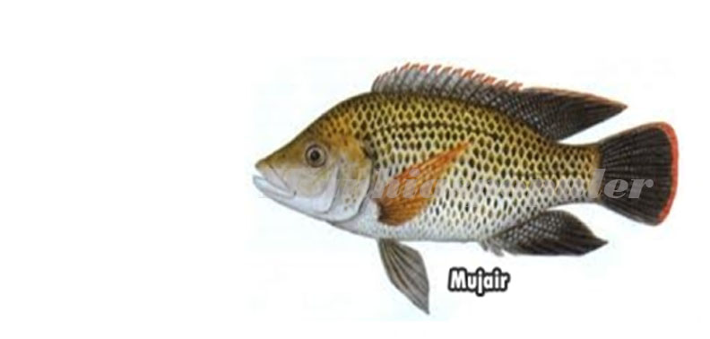 10 Ciri Ciri Ikan Mujair - Jenis Tanaman Hidroponik