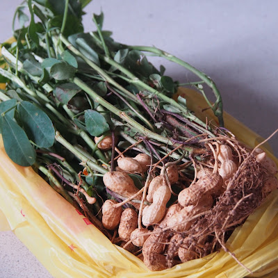 Health Freak Mommy: Peanut Root Soup For Growth